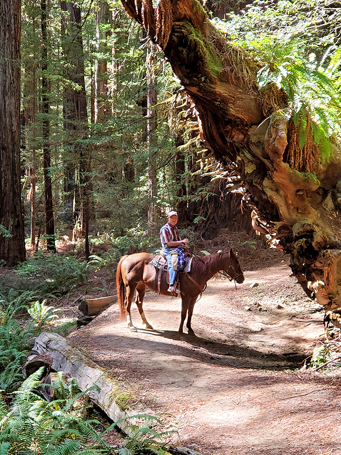 Horseback riding through redwood country—the original eco-friendly tour vehicle. This trail rider experiences the forest at the perfect pace.