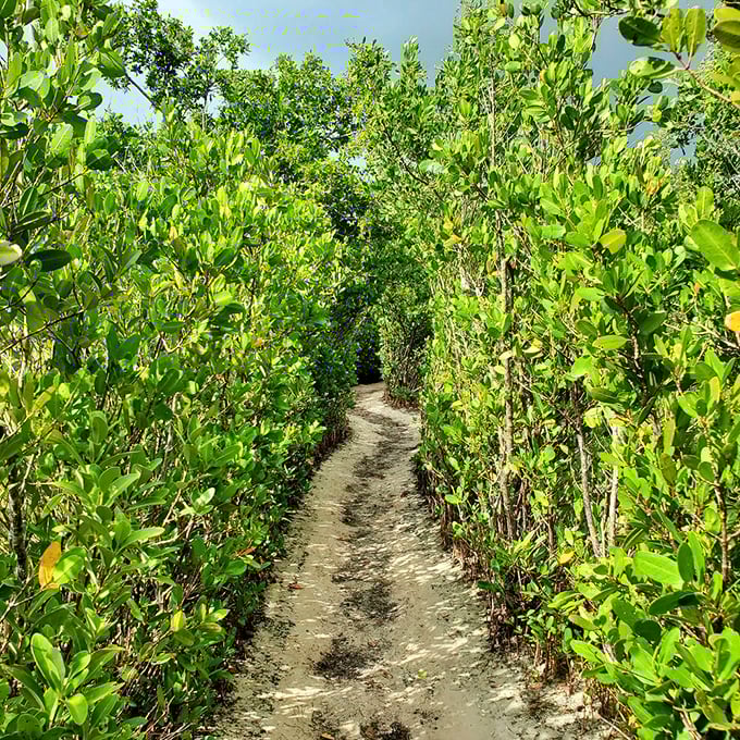 Mangrove tunnels: Florida's version of enchanted forests. Walking through feels like discovering a secret world hidden in plain sight.
