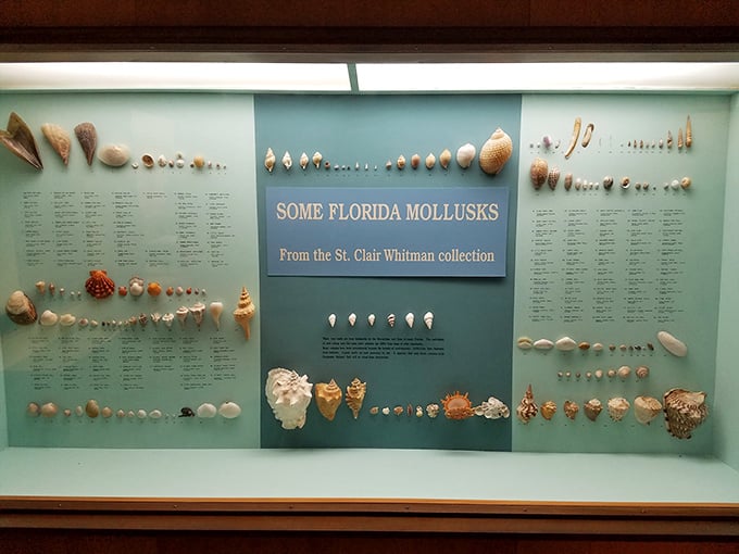 Nature's jewelry collection on display – seashells that would make Neptune himself stop and admire the craftsmanship.