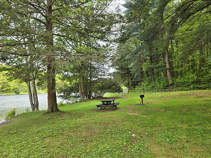 Picnic tables under towering pines—where lunch tastes better, conversations flow easier, and nobody judges you for bringing three desserts.