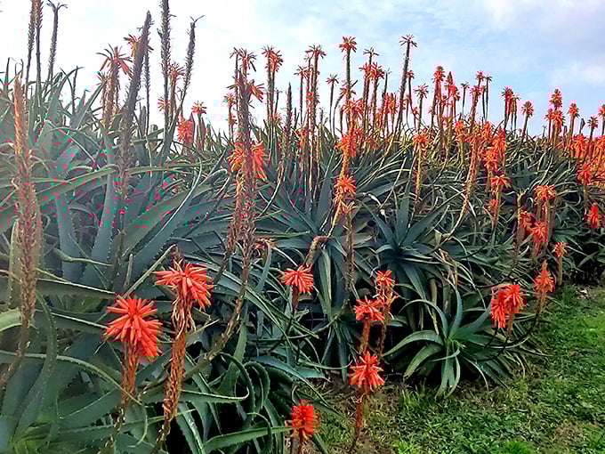 Aloe plants reaching skyward with fiery blooms. Nature's exclamation points adding drama to the farm's already spectacular landscape.