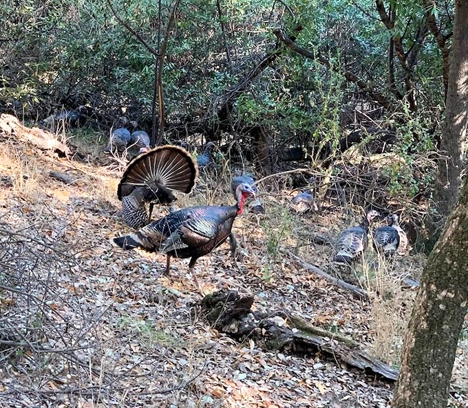 Wild turkeys strut their stuff through the underbrush – nature's own welcoming committee with attitude to spare.
