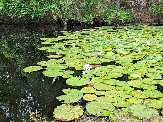 Water lilies doing their best pizza impression—flat, round, and absolutely perfect for the setting. Nature's own floating garden.