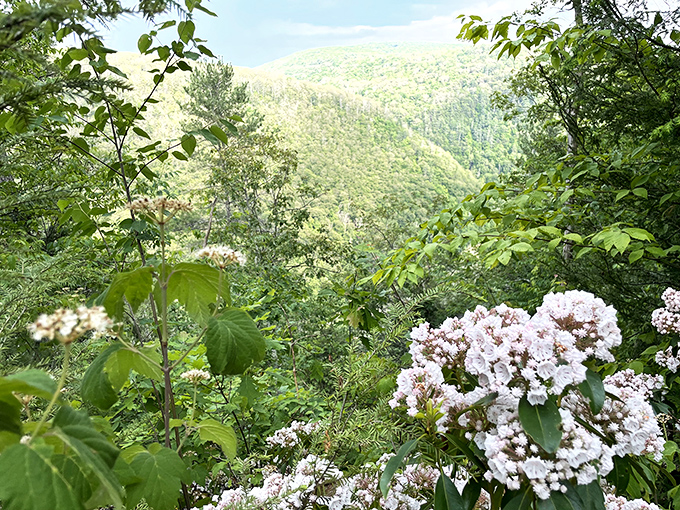 Mountain laurel blooms frame the vista like nature's own picture frame. Pennsylvania's state flower showing off for the cameras.