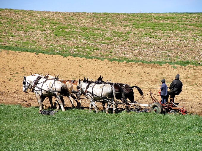 Four-horsepower farming isn't obsolete—it's deliberate. These farmers aren't rejecting progress; they're preserving something precious.