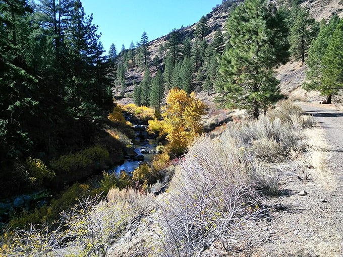 The Susan River cuts through golden brush and evergreens along the Bizz Johnson Trail, offering hikers and bikers views that would cost millions elsewhere in California.