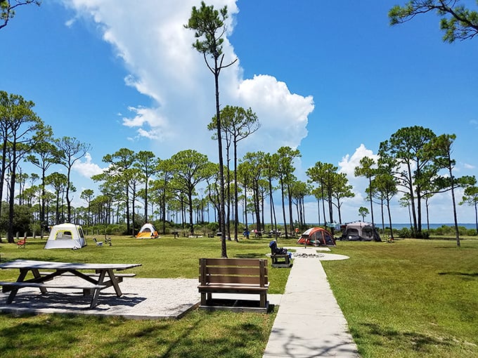 Camping with a view that beats any five-star hotel—where pine trees stand guard and the ocean serenades you to sleep.
