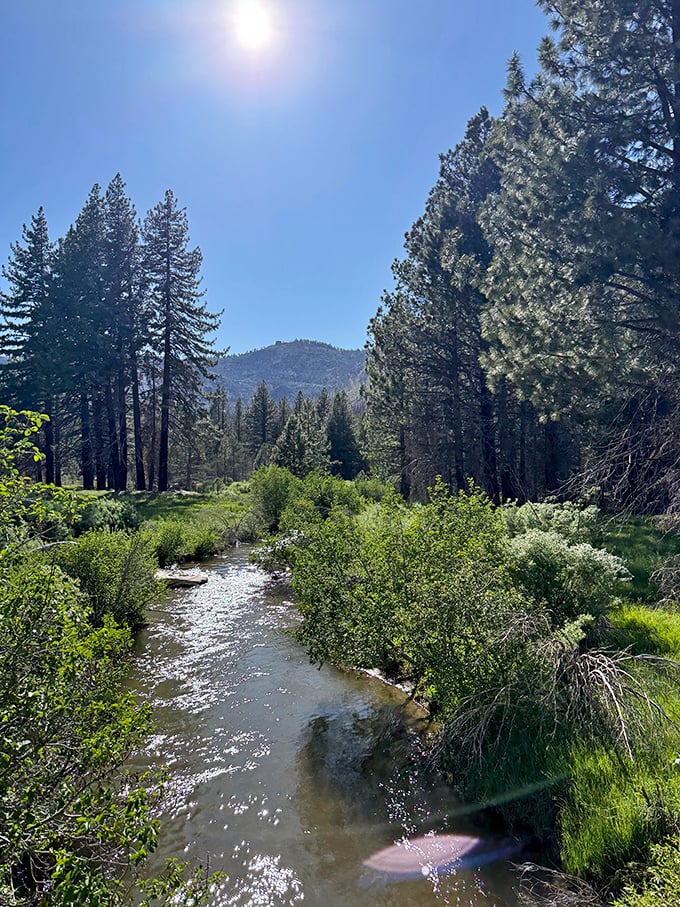 Sunlight dances on Carson River waters as pines stand sentinel, nature's version of the perfect screensaver come to life.