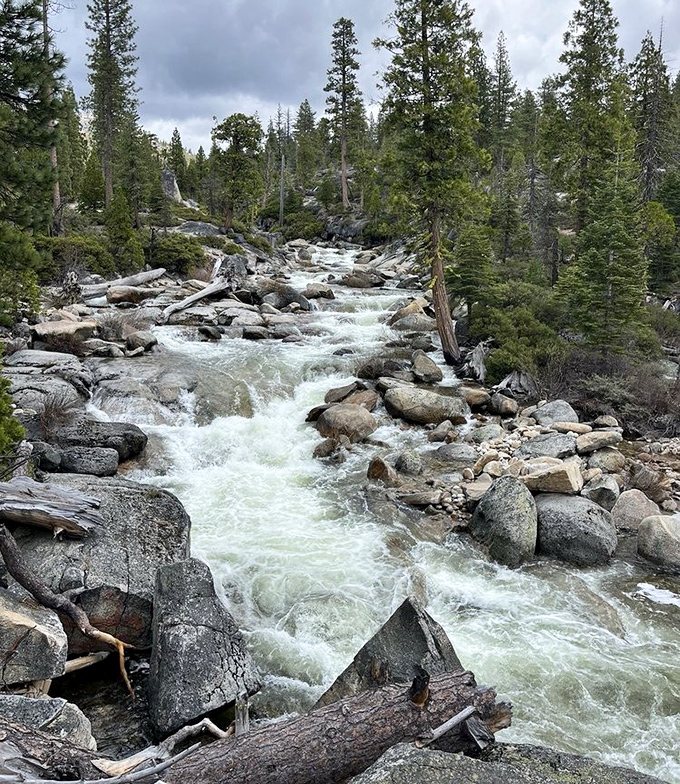 The lifeblood of the forest. Bassi Creek tumbles over ancient rocks, a reminder that the most captivating streaming service has always been provided by nature.