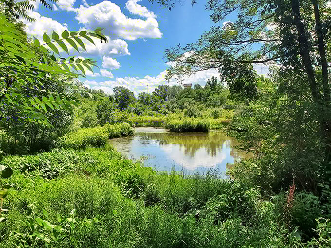 Nature's wetland sanctuary offers peaceful moments that social media notifications simply cannot provide or replace.
