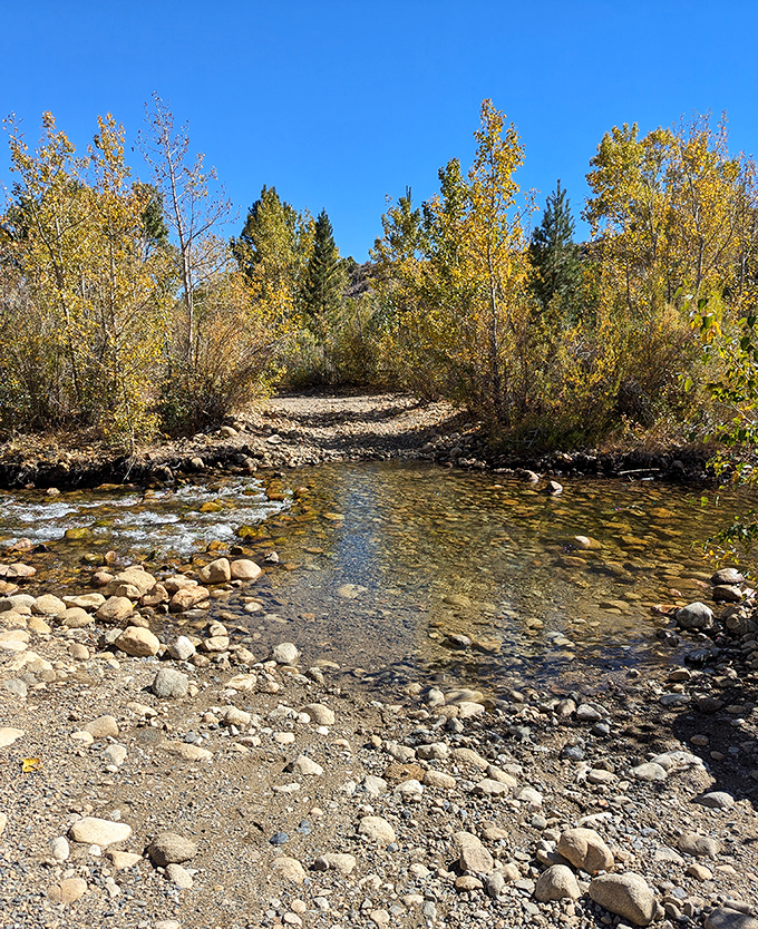 Lee Vining Creek offers a freshwater counterpoint to the lake's alkalinity, where autumn aspens create a golden frame for crystal clear waters.
