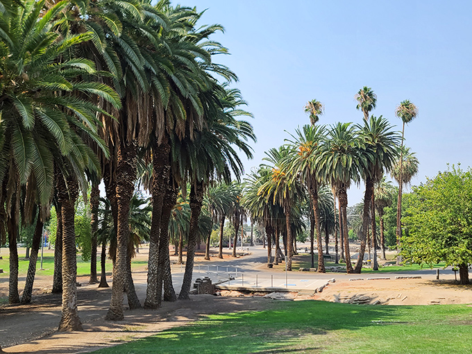 Murray Park's palm-lined pathways offer a tropical oasis in Central California. A perfect spot for morning walks where the only traffic is the occasional squirrel crossing.