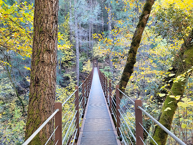 A charming footbridge winds through golden forest leaves, inviting you to wander, explore, and soak in Nevada City’s tranquil beauty.