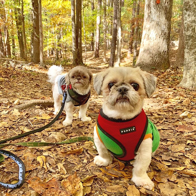 Trail critics in matching outfits! These furry hikers seem skeptical about the path ahead but willing to give it four paws up.