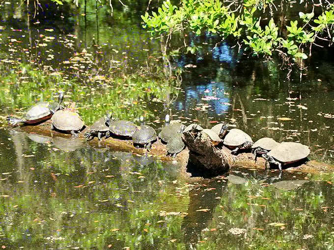 Turtle traffic jam on nature's highway—these sunbathing reptiles have mastered the art of relaxation better than any spa retreat could teach.