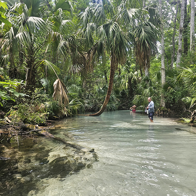 Those bent palms aren't showing off—they're just leaning in for a better look at their own reflection in these impossibly clear waters.