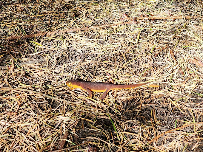 The vibrant rough-skinned newt patrols the trail edges – California's tiny dragon that reminds you this is still wild country.