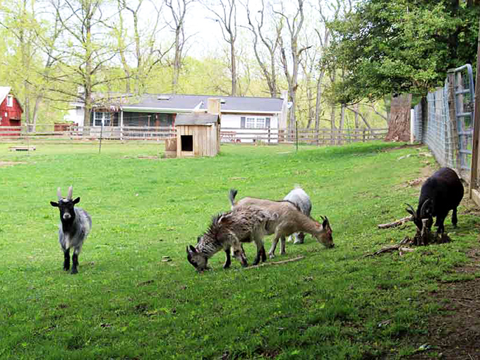These goats aren't just adorable lawn mowers; they're part of the sustainable farming practices that have defined this region for centuries.