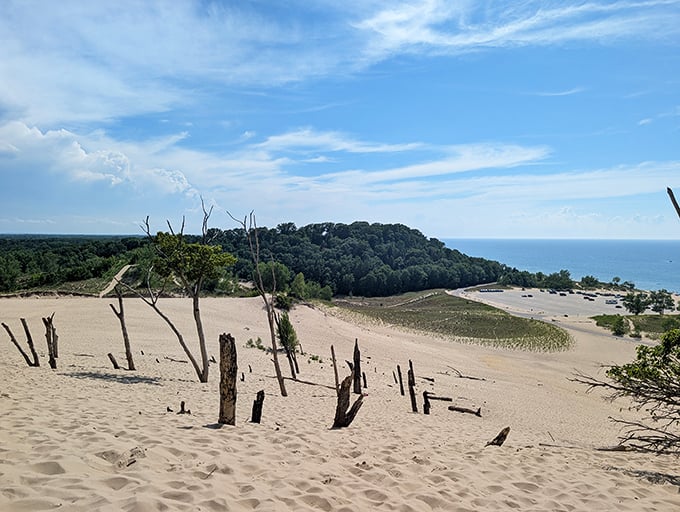 Mother Nature's masterclass in landscape design. The stark contrast between barren dunes and lush forest creates a stunning visual symphony.