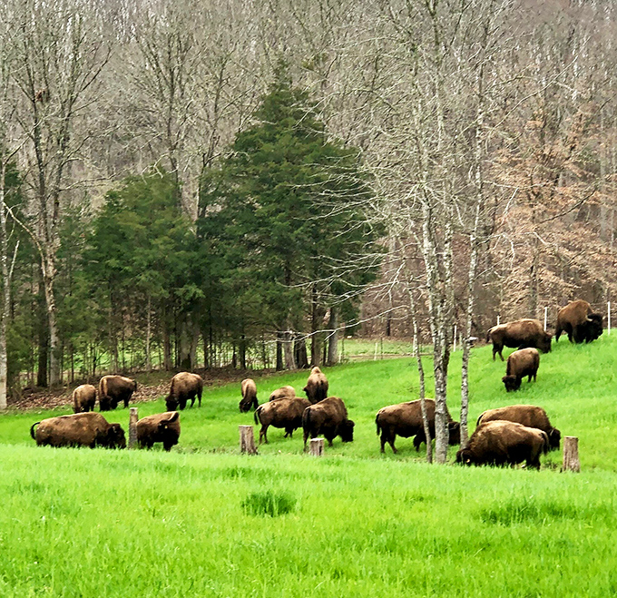 These magnificent bison roam the green pastures like they own the place—because they absolutely do. Nature's true landlords in all their woolly glory.