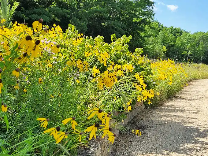 Nature's yellow brick road. These black-eyed Susans create a golden pathway that would make even Dorothy stop for photos.