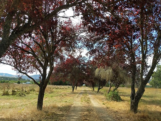 These tree-lined trails don't care about your step count—they're too busy showing off their autumn colors and whispering secrets.