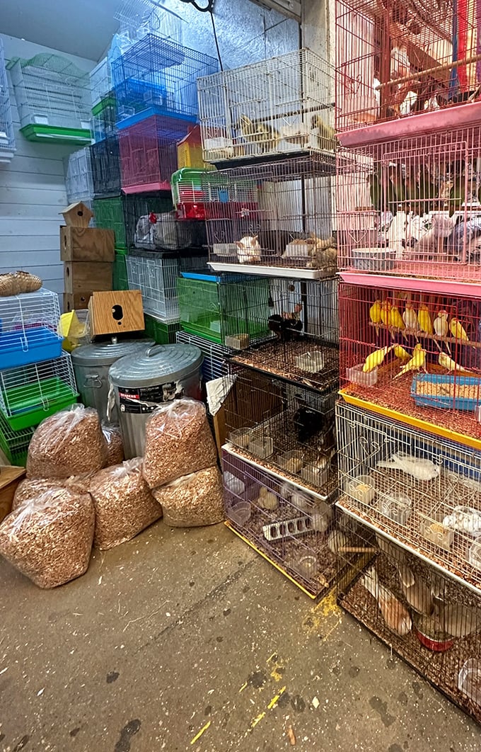 The pet section chirps with life! Colorful birds await new homes while feed bags stand ready—a reminder of the market's surprising diversity.