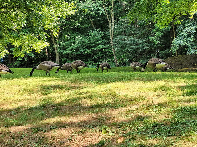 These geese patrol the park like feathered security guards who take their jobs very seriously.