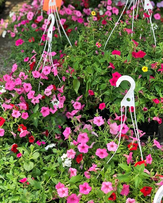 Flower power in full effect! These hanging baskets of petunias bring instant curb appeal to any porch—or serious color to your selfie background.