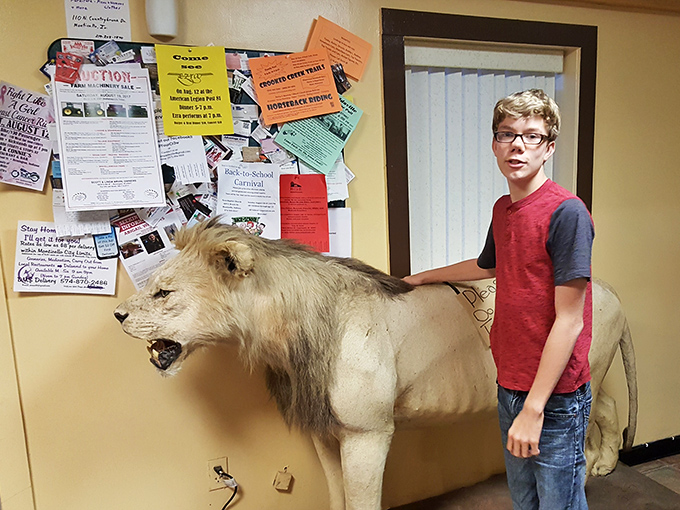 Every drive-in has its quirky touches – this taxidermied lion stands guard over community announcements and local happenings.