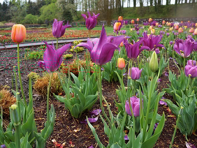 These tulips stand tall like colorful sentinels guarding the garden's beauty. Purple and orange—nature's way of saying subtlety is sometimes overrated.