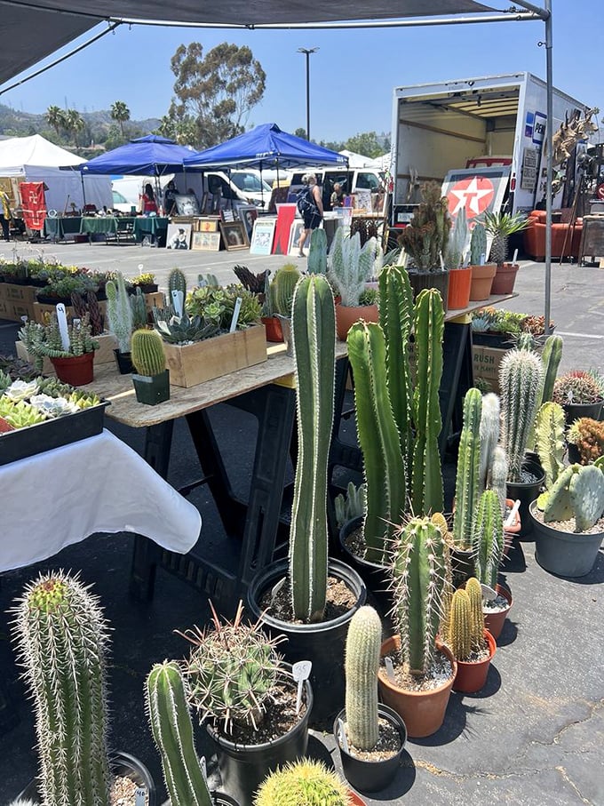 Desert dreams for sale! These cacti and succulents promise to be the only houseplants you can't kill with neglect—though some will certainly try.