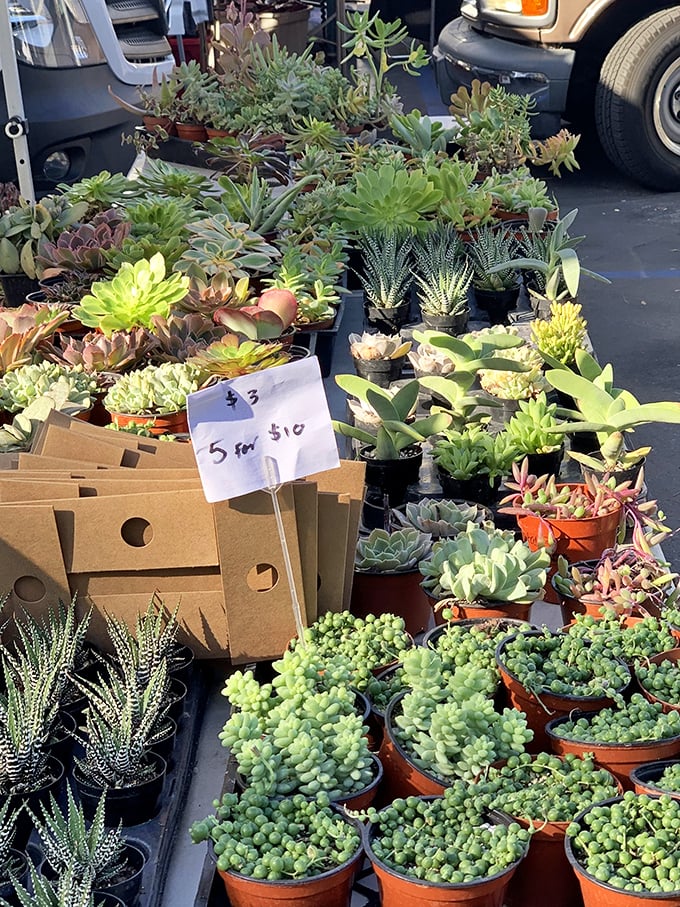 Succulent heaven at bargain prices! These drought-friendly beauties aren't just plants—they're the low-maintenance roommates your windowsill has been craving.