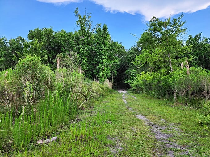 This humble trail promises adventure without the crowds—like having your own private National Geographic special unfolding with each step.