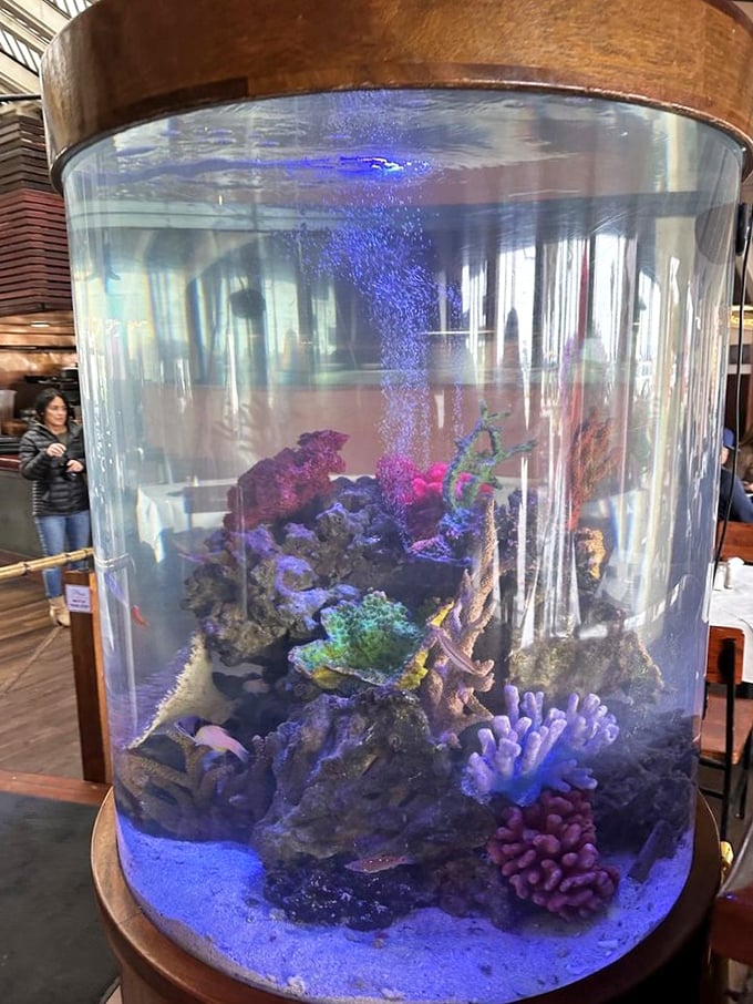 The restaurant's aquarium isn't showing off—it's just reminding you how far your lunch had to swim before making the ultimate sacrifice.