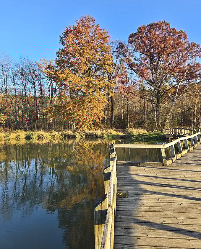 Autumn paints the park in impossible golds and reds, reflecting in still waters like nature showing off its Instagram filters.