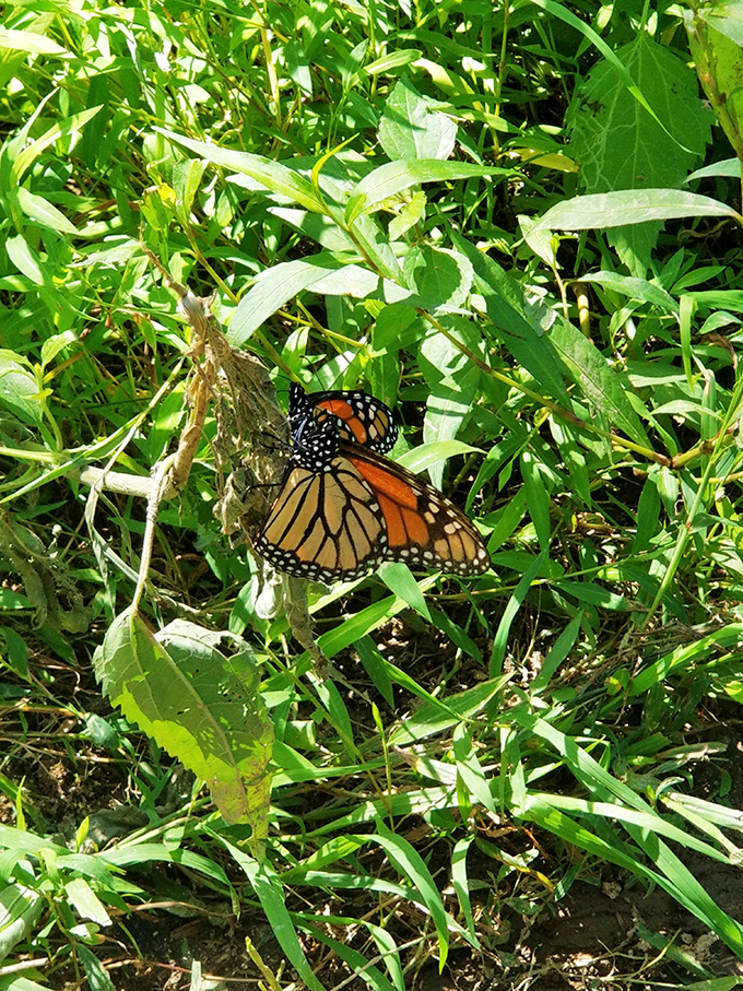 Nature's stained glass—a monarch butterfly pauses among the greenery, its orange wings catching sunlight like translucent amber.