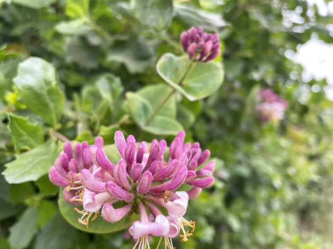 Pink honeysuckle blooms dot the trail like nature's candy – adding splashes of color to the coastal palette.