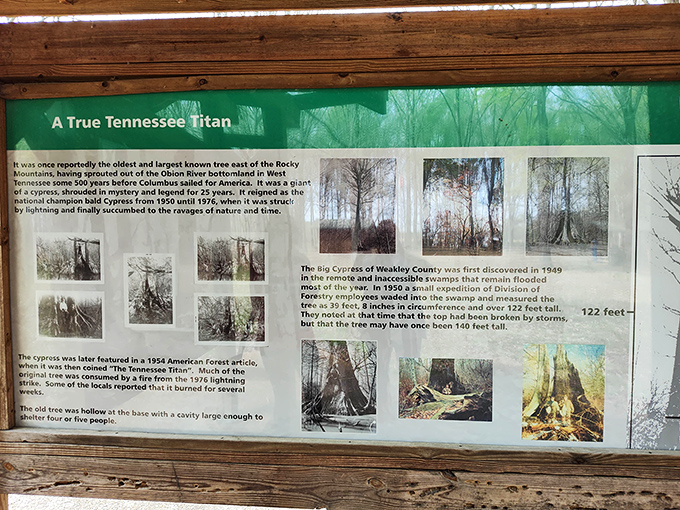 This informative display tells the tale of the park's namesake giant—a tree so impressive it would make Paul Bunyan do a double-take.