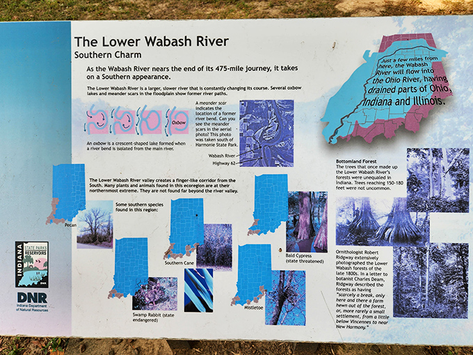 Nature's textbook—interpretive signs reveal the secrets of the Lower Wabash ecosystem, where southern charm meets Midwestern hospitality.