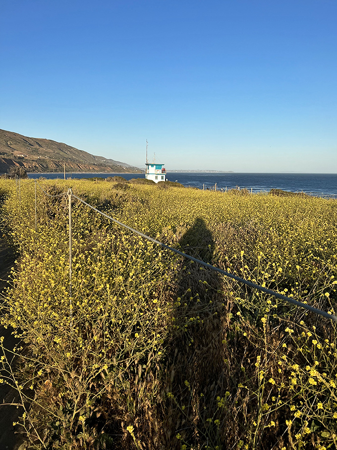 Spring brings wildflower meadows that transform the coastal hills into nature's version of an impressionist painting. 