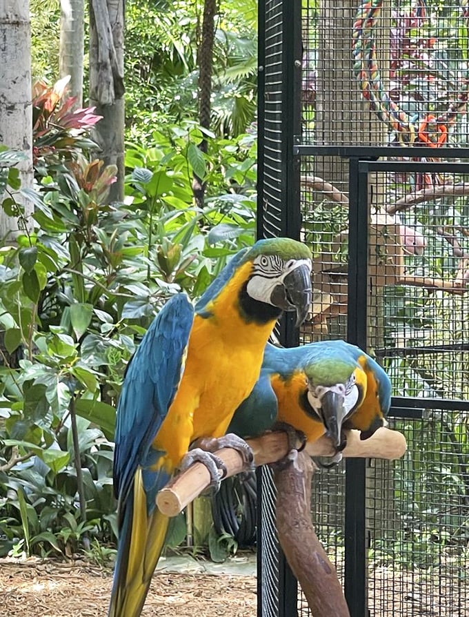 Feathered comedians who've mastered the art of tropical conversation and colorful personality displays.