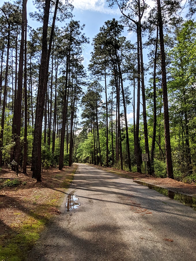 Cathedral of pines reaching skyward. This sun-dappled road through towering trees offers the kind of perspective no office ceiling can provide.