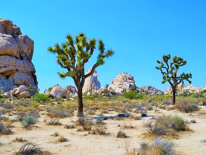 The view that makes you forget about your mortgage payment – endless desert vistas with mountains that change colors hourly like nature's mood ring.