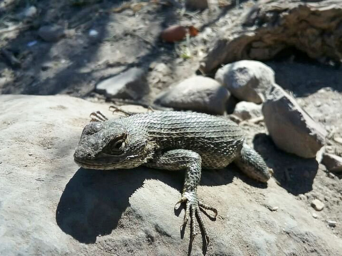 "Just hanging out, soaking up rays." This little lizard knows the best spots at Pirates Cove better than any guidebook.