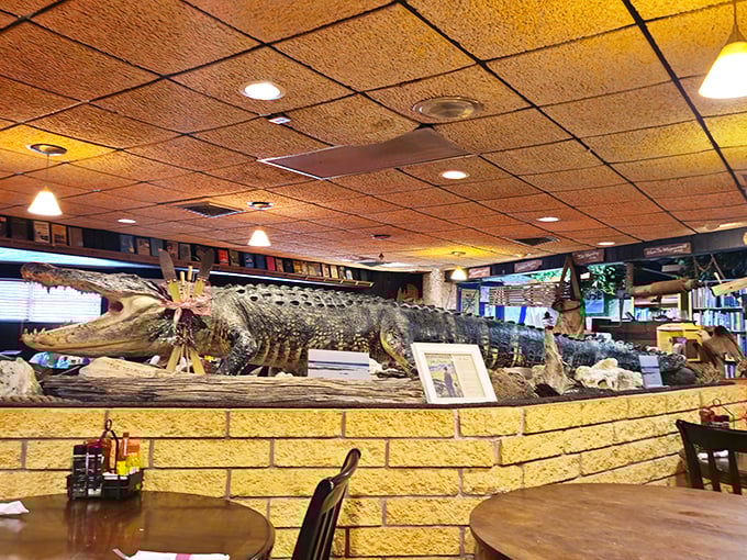 The restaurant's taxidermy collection includes this impressive alligator – a reminder of Florida's wild heart that beats just beyond the parking lot.