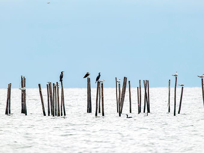 Nature's perfect perch – these birds have found the best seats in the house for their daily Chesapeake meditation.