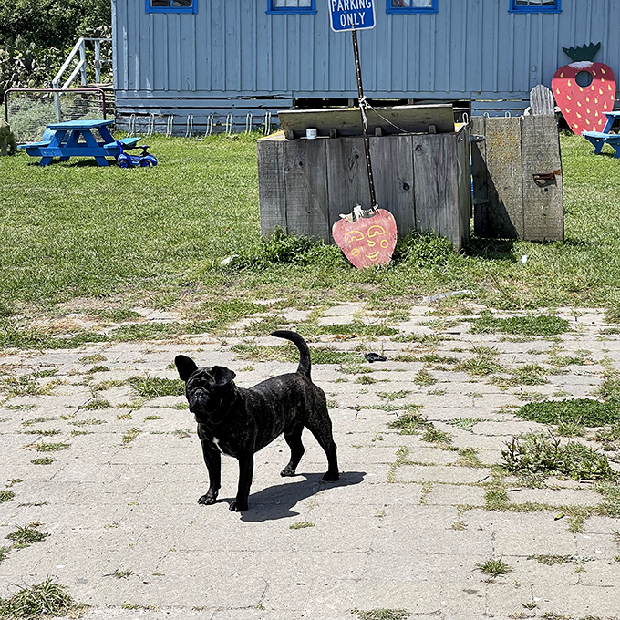 The unofficial welcoming committee has four legs and a wagging tail. Every proper farm needs a good dog to supervise operations.