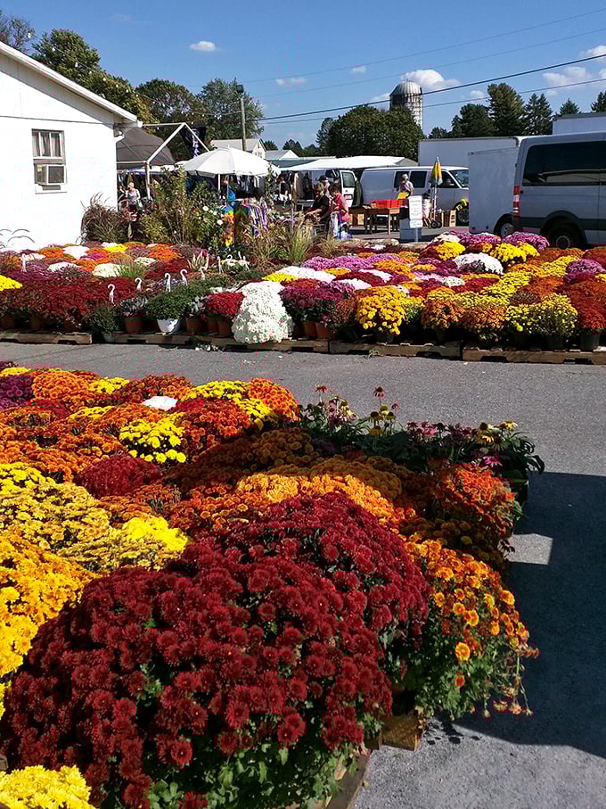 A riot of autumn color! These chrysanthemums create a patchwork quilt of blooms that would make any front porch Instagram-worthy.