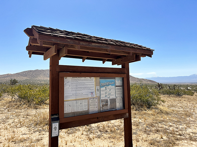The desert's version of social media—an information board where notifications are about rattlesnakes rather than political opinions.